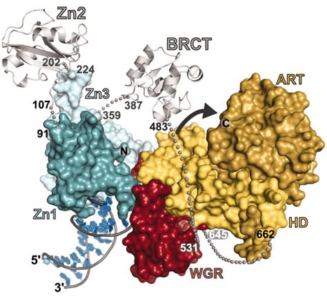Structural Characteristics Of Parp1 And Parp1 Based Dna Repair A