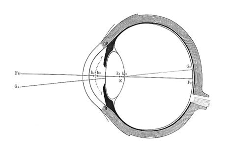 Eye Schematic Representation Our Beautiful Wall Art And Photo Ts
