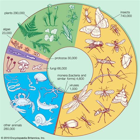 What Is Pteridophyta Science Diversity In Living Organisms