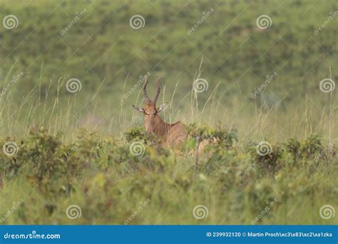 Jackson`s Hartebeest At Sunrise Murchison Falls National Park Uganda