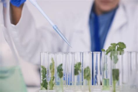 Premium Photo Science Leaves And Hands With Test Tube In Laboratory
