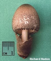 The Genera Volvariella And Volvopluteus Mushroomexpertcom