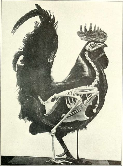 Chicken Skeleton Drawing