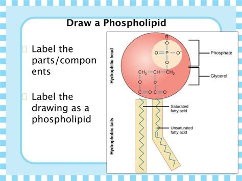 Label The Different Components Of A Phospholipid
