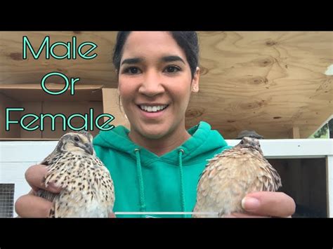 Quail Woman How To Tell The Difference Between Female And Male