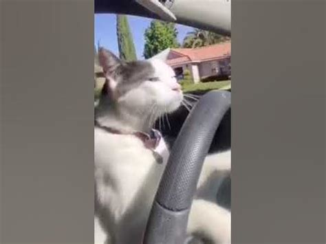 Cat Driving Meme Original Youtube
