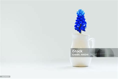 봄 포도 히아신스 흰색 배경에 흰색 도자기 우유 주전자에 블루 벨 공간을 복사합니다 투수와 꽃 무스카리 앵초 행진 8 0명에 대한 스톡 사진 및 기타 이미지 Istock