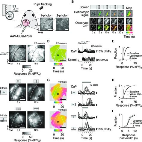 Distinct Ca Responses In Astrocytes Of The Mouse Visual Cortex Download Scientific Diagram