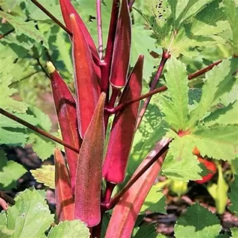Red Okra Plant