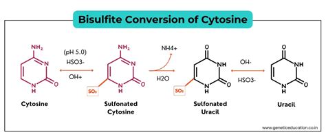 bisulfite conversion of dna a complete guide genetic education