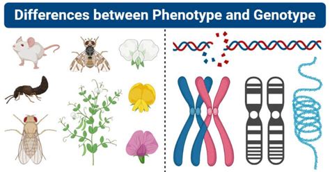 10 Differences Between Phenotype And Genotype With Examples Science Images Genetics Traits