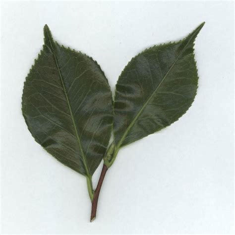 Eden By The Bay Plant Identification Terminology