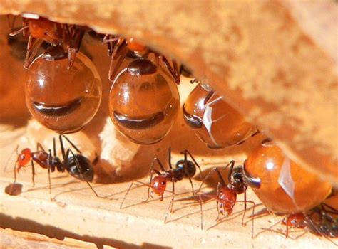 Honeypot Ant Facts About Honeypot Ants Ants Honeypot Creepy Crawlies