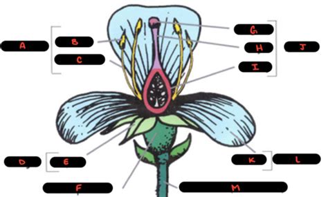 Botany Lab Exam Ii Flowers Flashcards Quizlet