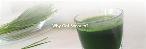 Got Sprouts Organic Wheatgrass And Sprouting Wheat Grass Organic