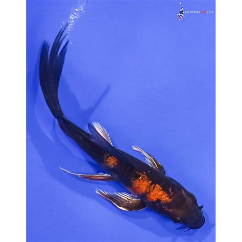 5” Imported Kin Hi Utsuri Butterfly Koi Next Day Koi