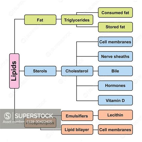 Lipids Diagram Synthetic Lipid Biology Chemical Reviews