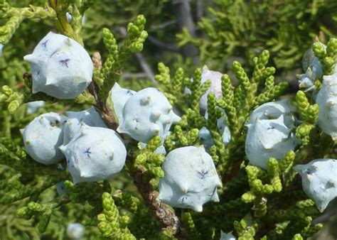 California Juniper Juniperus Californica