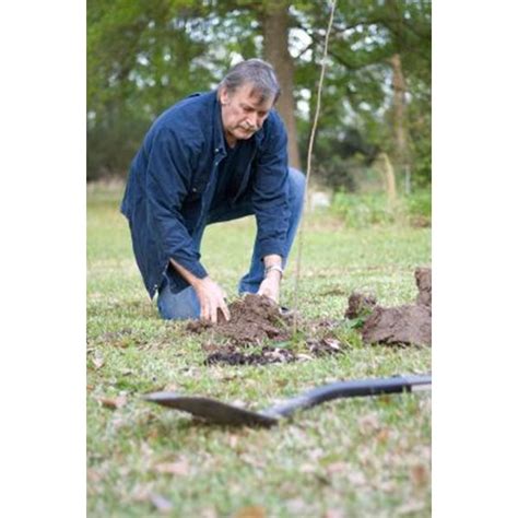 Купете дръвчета за пролетно засаждане Български Фермер