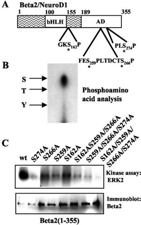 Erk2 Phosphorylation Sites On Beta2 A A Diagrammatic Representation Download Scientific