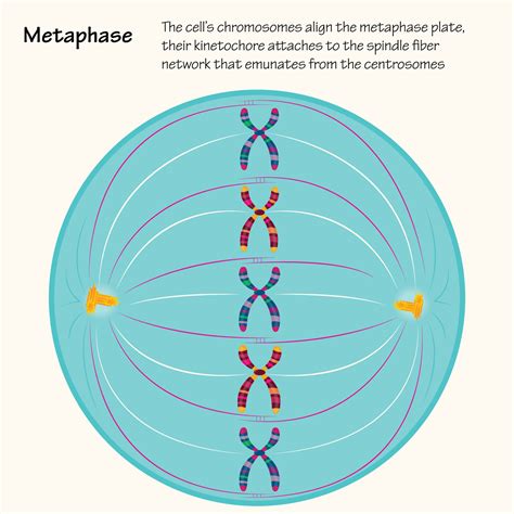 Metaphase Of Cell Division 11972456 Vector Art At Vecteezy