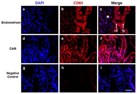Porcine Endometrium And Cam Expresses Cd63 A Well Characterized