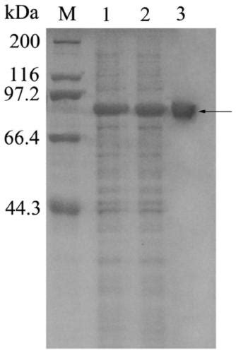 A Kind Of Aminopeptidase And Its Coding Gene And Application Eureka