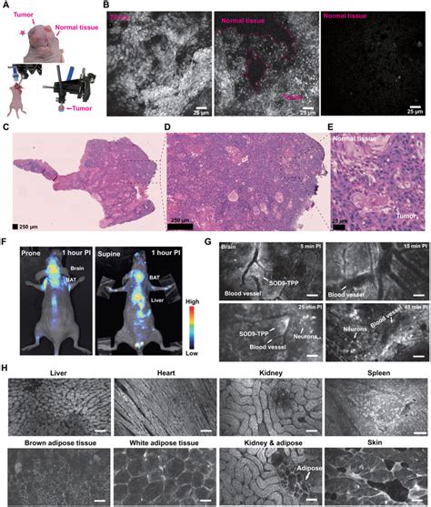 Bioinspired Large Stokes Shift Small Molecular Dyes For Biomedical Fluorescence Imaging Pmc