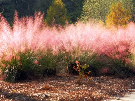 Cotton Candy Grass 4 By Unistock On Deviantart