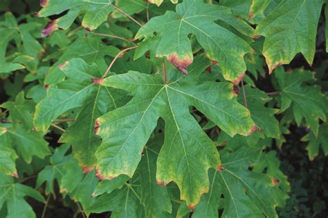 A New Era For Maple Syrup The Rise Of Bigleaf Maple Les équipements