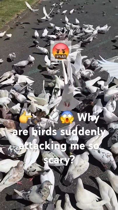 👉🐦🦅🤦‍♀️ 왜 갑자기 새들이 나에게 무섭게 덤비는 걸까요 Youtube