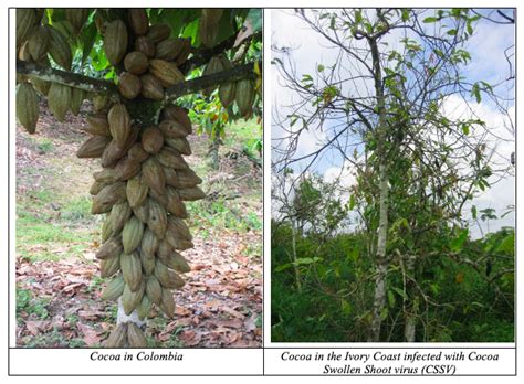 Cocoa Genetics A Lesson In Diversity CZ App