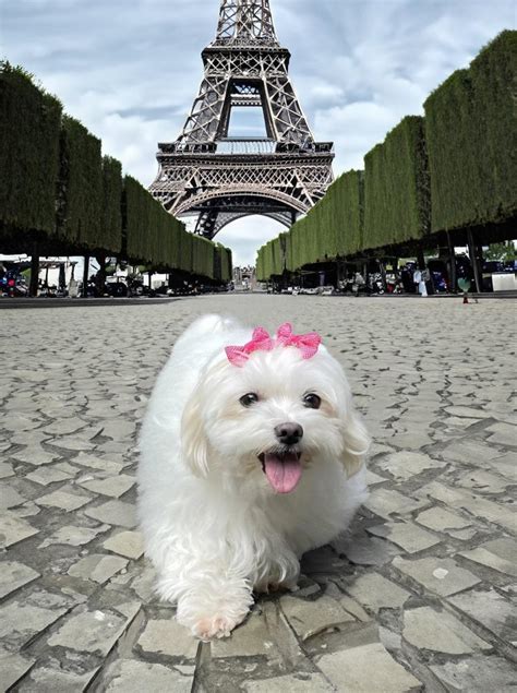 Diva On Vacation Scrolller