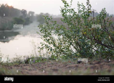 River Side Plants Stock Photo Alamy