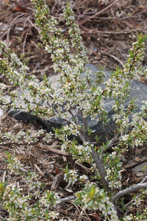 Native Plant Profile Western Sand Cherry