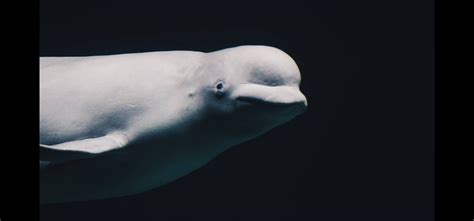 Норвежцев предостерегли от контактов с российским китом шпионом Хвальдимиром