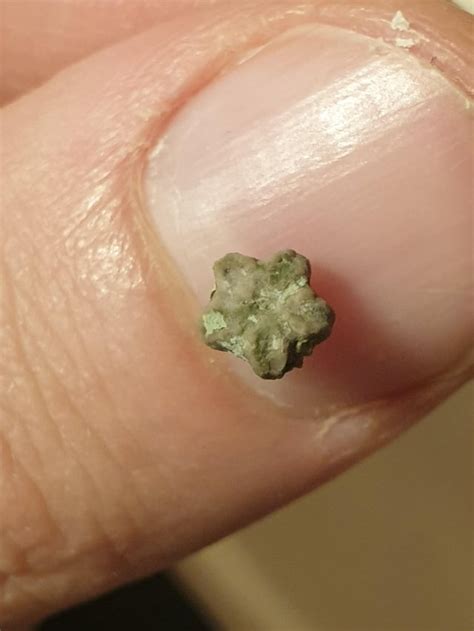 Star Shaped Fossils Do You Know What They Are Fossilid