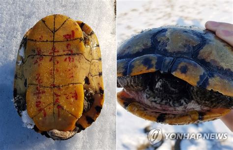 배에 빨간 글씨 적힌 채 바다에 버려진 민물 거북 연합뉴스