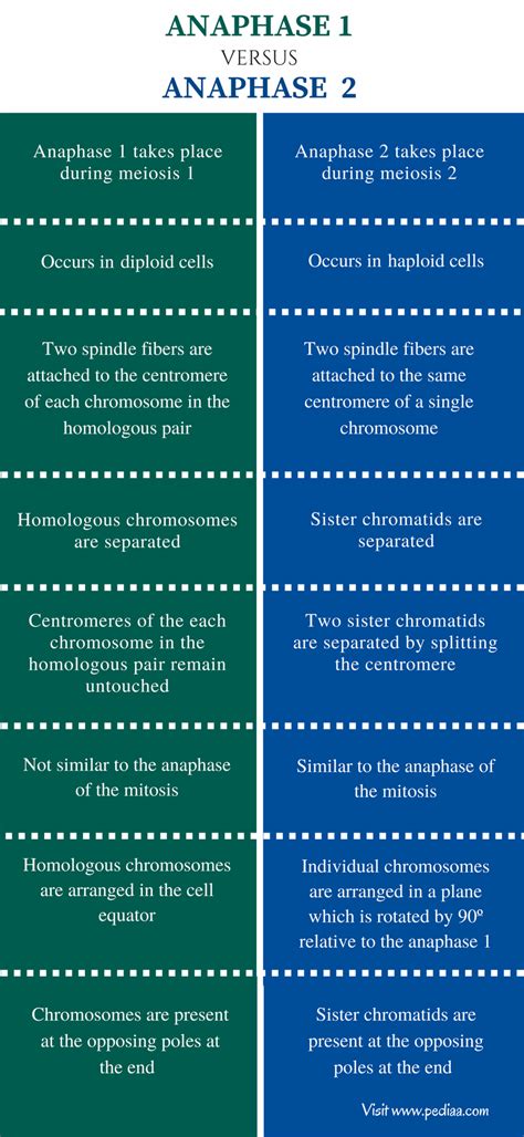 Difference Between Anaphase 1 And 2 Process Function Features