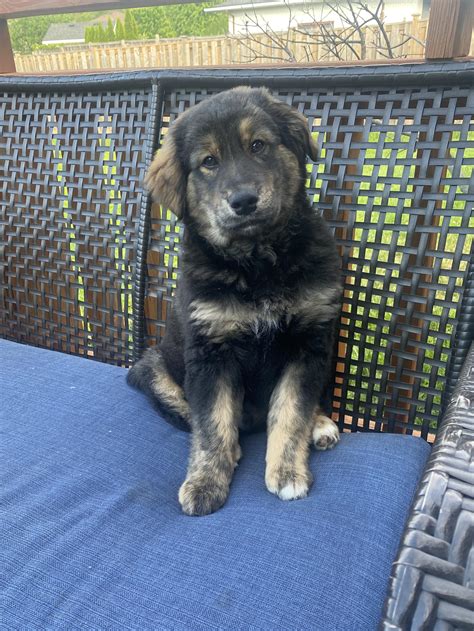 Norwegian Elkhound Mix Puppies