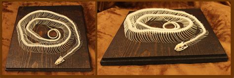Articulated Gopher Snake Skeleton By Bluescuriosities On Deviantart