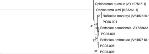 phylogram obtained from distance analysis using the bootstrap method