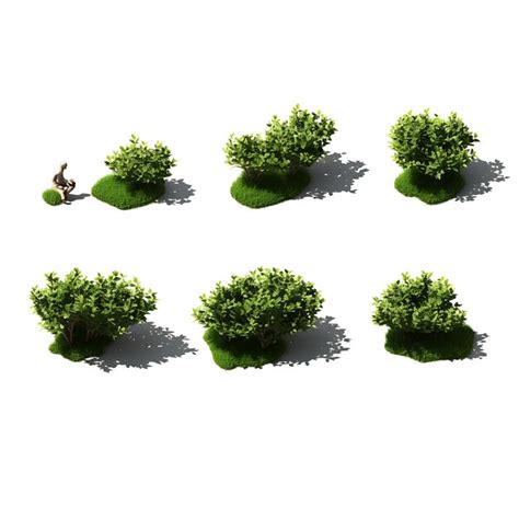 69000 Small Bushes Pictures