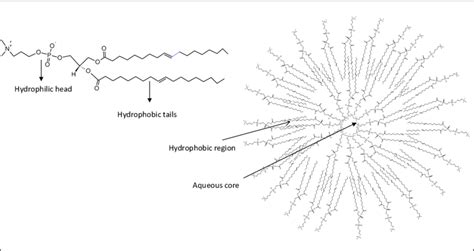 Schematic Representation Of Liposome Right Chemical Structure Of A