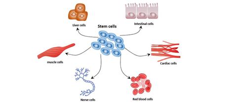 Neural Stem Cells And Epigenetics Unraveling The Intricate Control