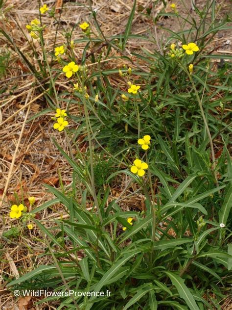 Diplotaxis Muralis Wild In Provence