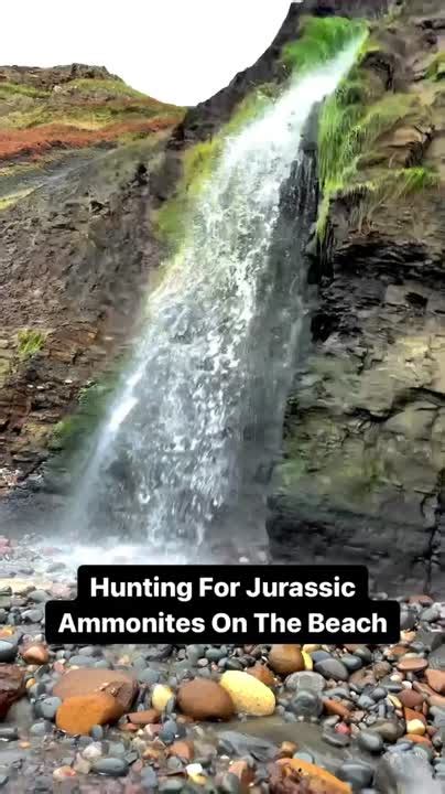 Queensland Science Network On Linkedin Fossils Queensland Science Network On Linkedin Fossils