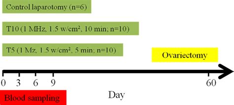 The Dogs Were Aligned Into Three Groups A Control Laparotomy Group