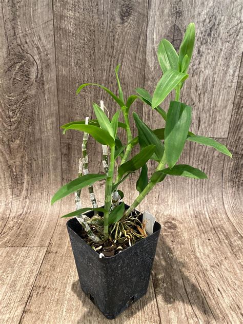 Dendrobium Anosmum ‘lavender 35” Pot Everything Orchids