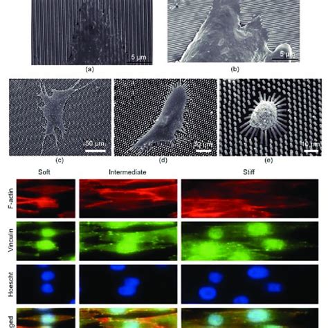 Substrate Stiffness Affects Cell Differentiation A Cell Culture